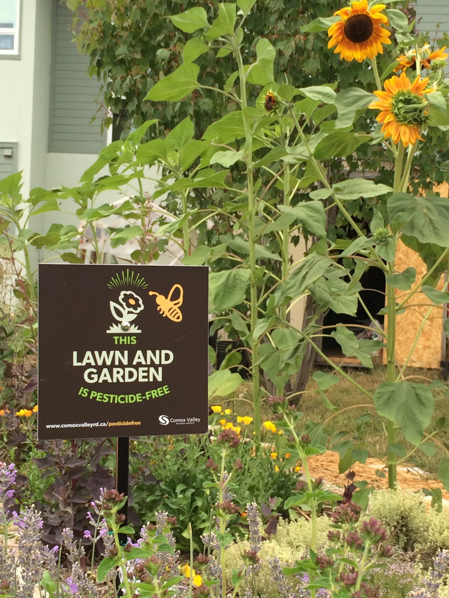 CVRD promotes Pesticide Free Lawn Campaign - My Comox Valley Now CVRD promotes Pesticide Free Lawn Campaign - My Comox Valley Now